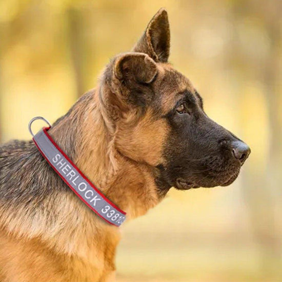 Reflective Personalized Pet Collar - Custom Dog ID Collar – iTalkPet